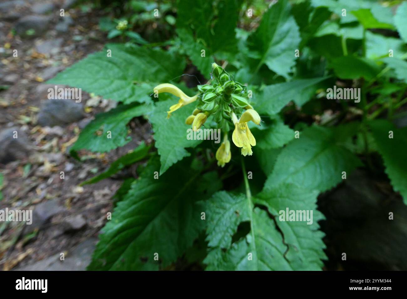 Sticky Sage (Salvia glutinosa Stock Photo - Alamy