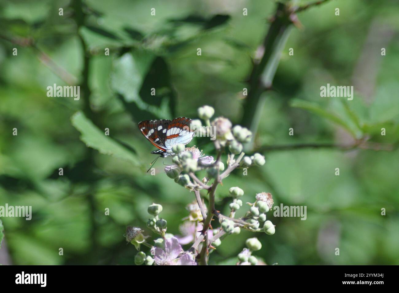 Southern White Admiral (Limenitis reducta Stock Photo - Alamy