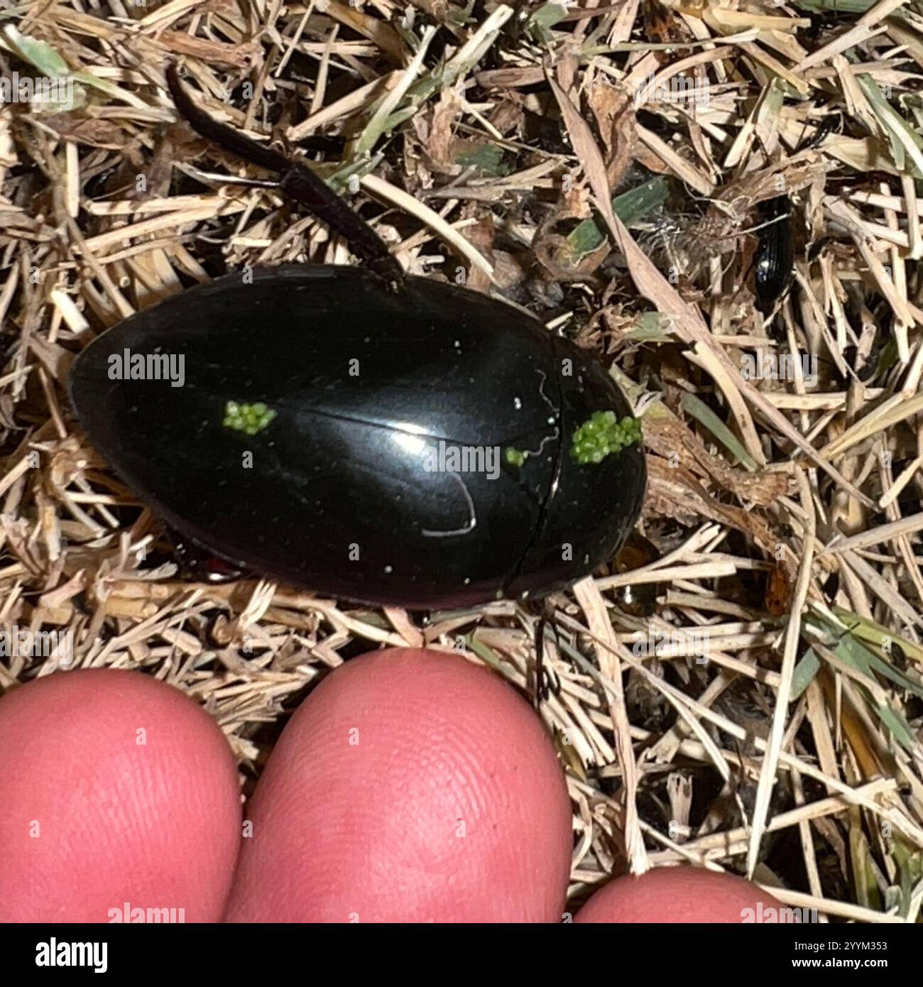 Giant Water Scavenger Beetles (Hydrophilus Stock Photo - Alamy