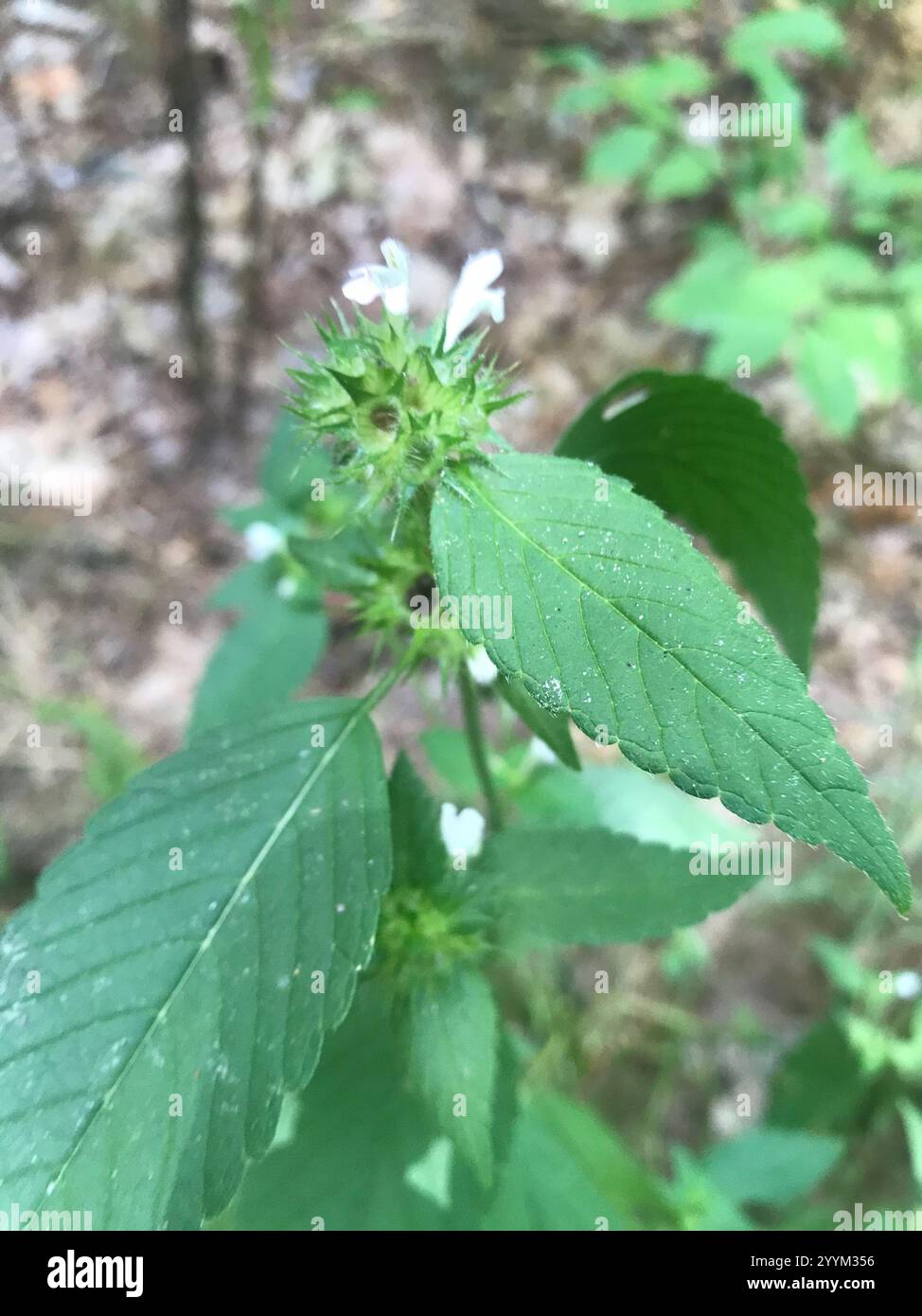 Common hemp-nettle (Galeopsis tetrahit Stock Photo - Alamy