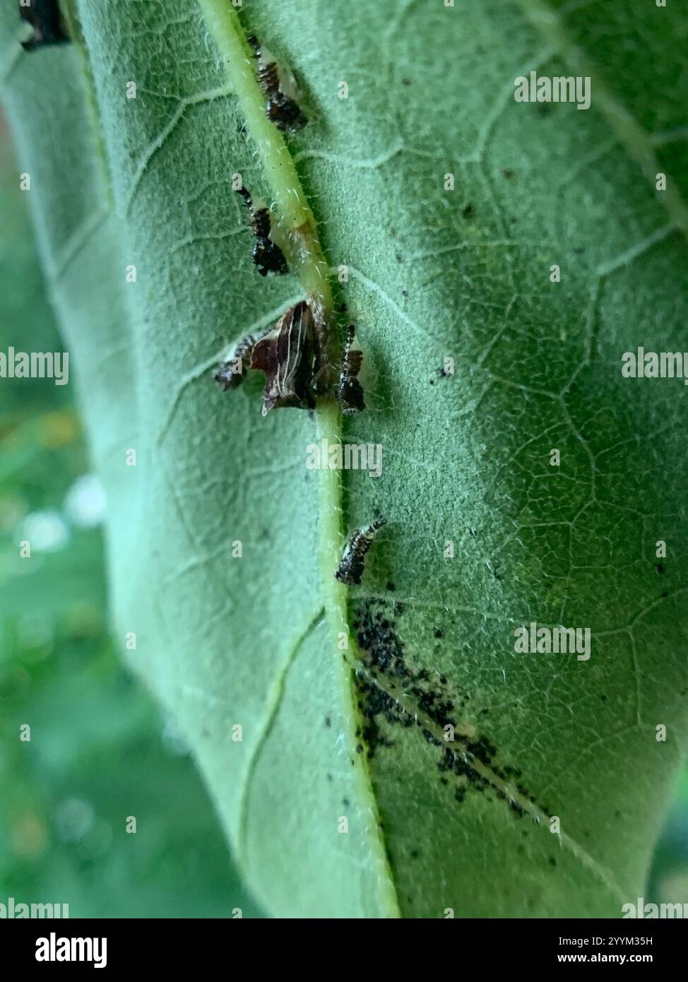 Keeled treehopper hi-res stock photography and images - Alamy