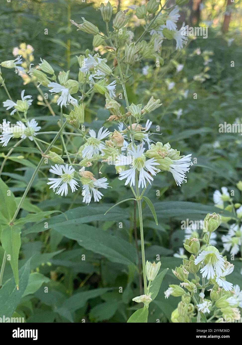 starry campion (Silene stellata Stock Photo - Alamy