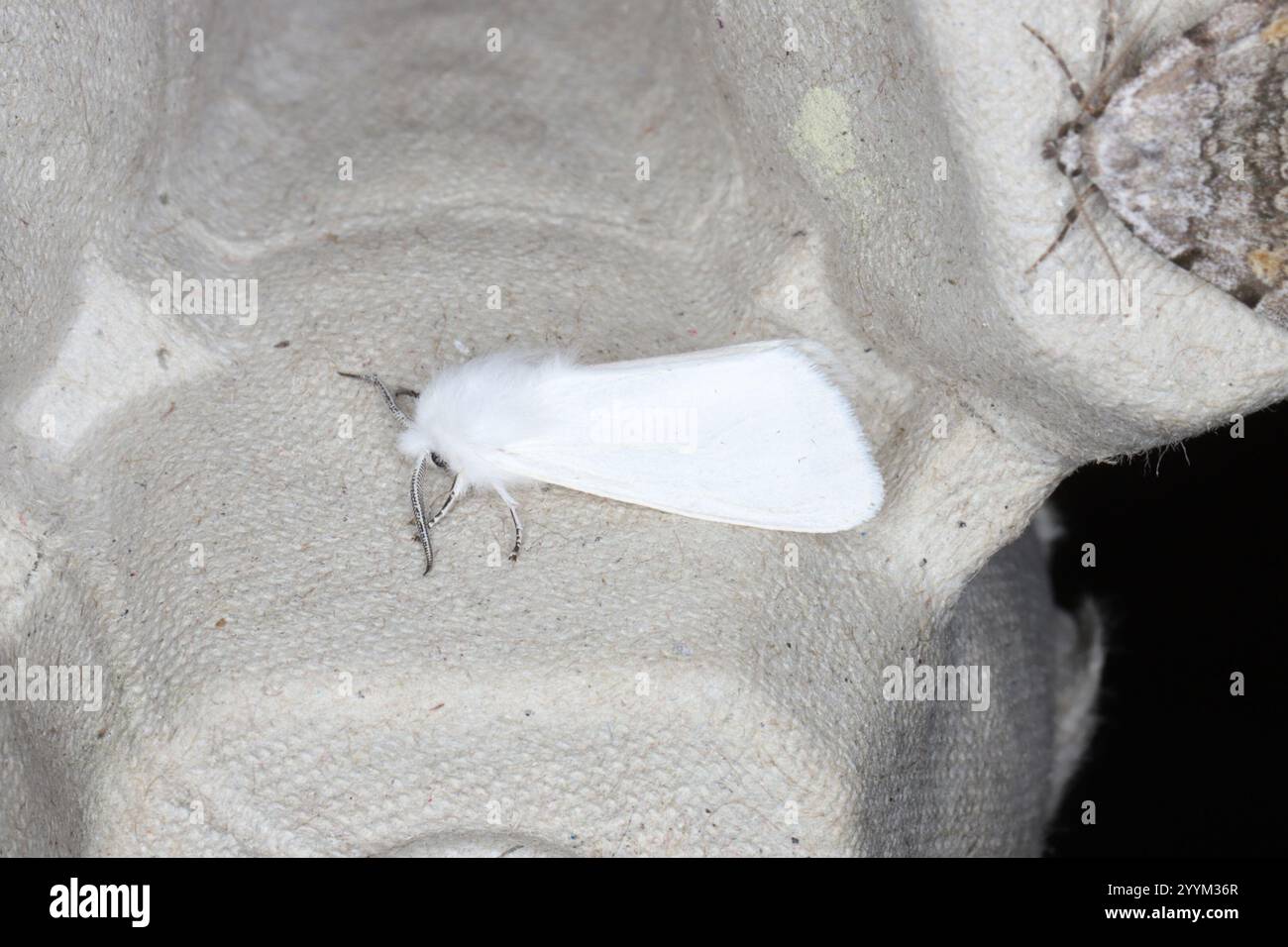 Fall Webworm Moth (Hyphantria cunea Stock Photo - Alamy
