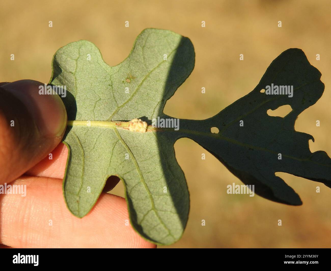 Convoluted Gall Wasp (Andricus confertus Stock Photo - Alamy