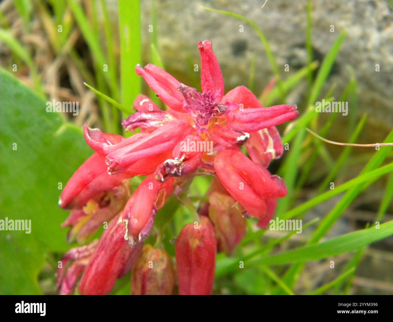 Red Viooltjie (Lachenalia bulbifera Stock Photo - Alamy