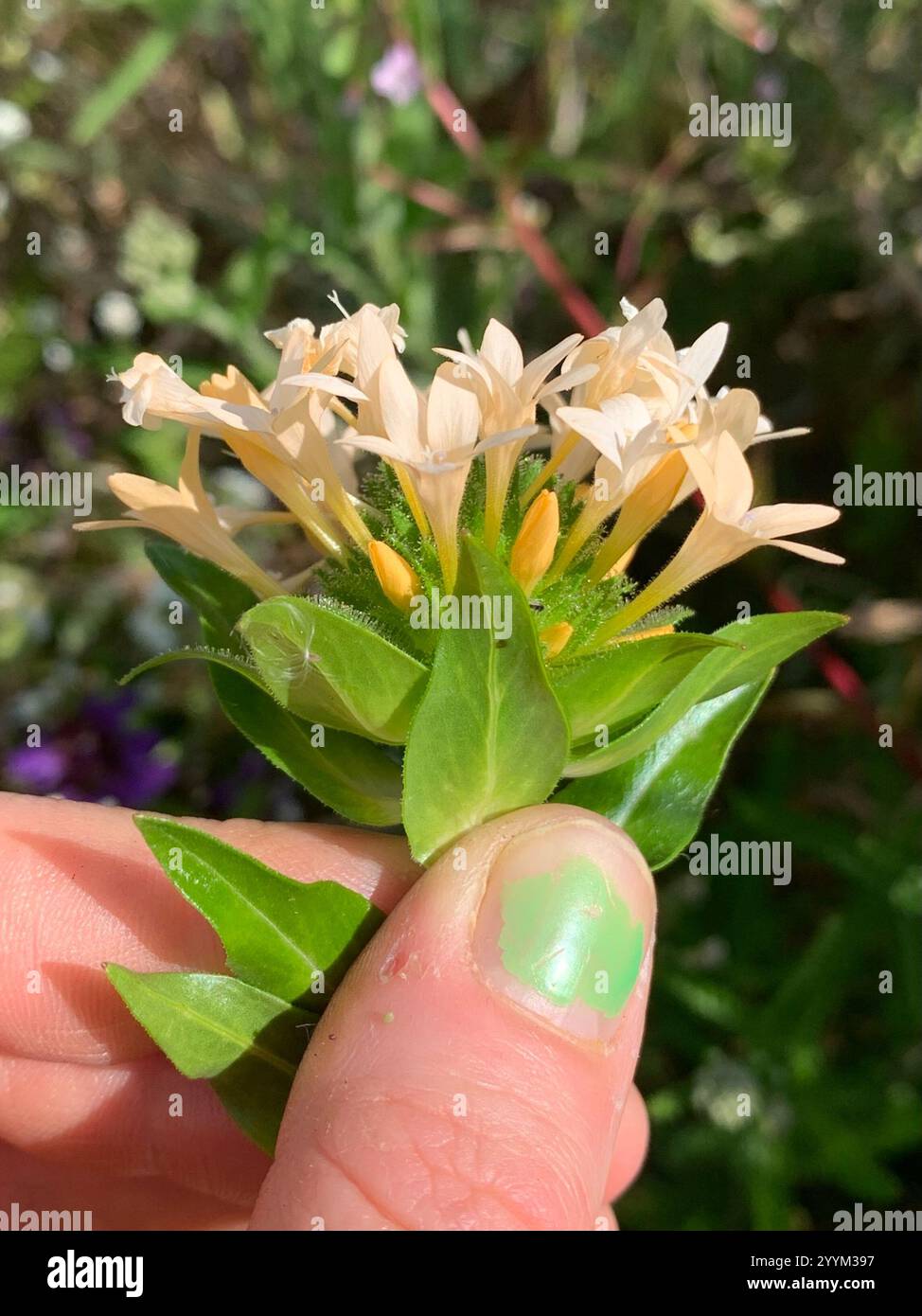 grand collomia (Collomia grandiflora Stock Photo - Alamy