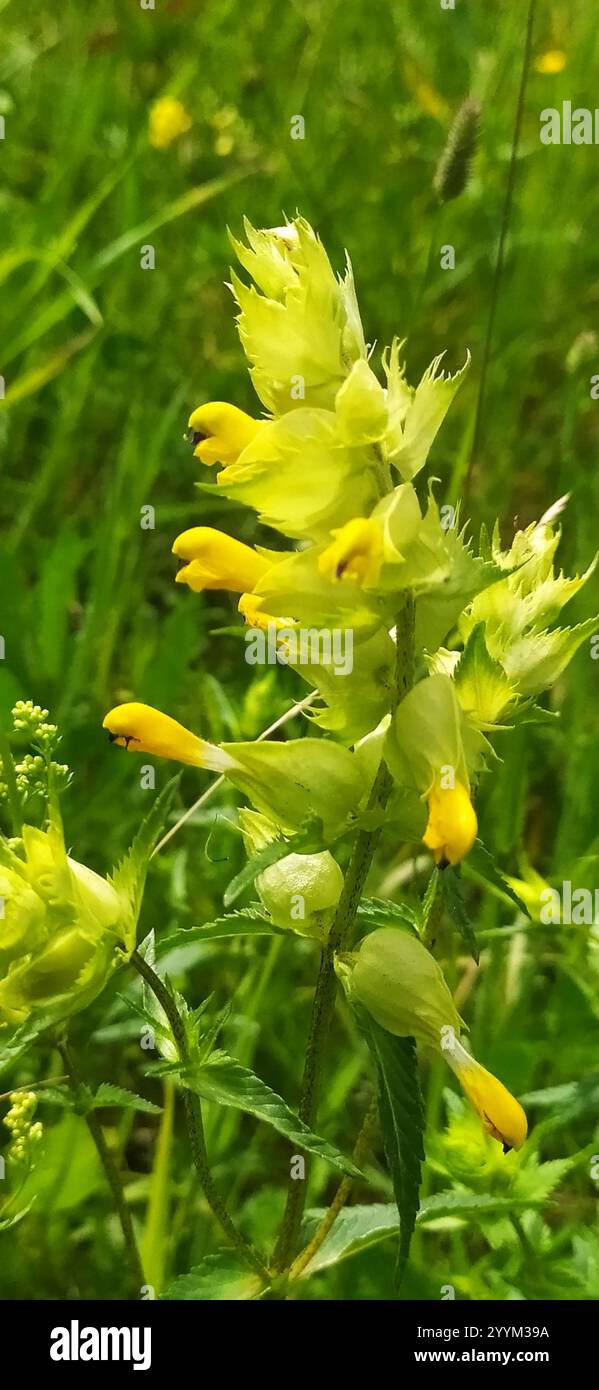 Greater Yellow-rattle (Rhinanthus serotinus Stock Photo - Alamy