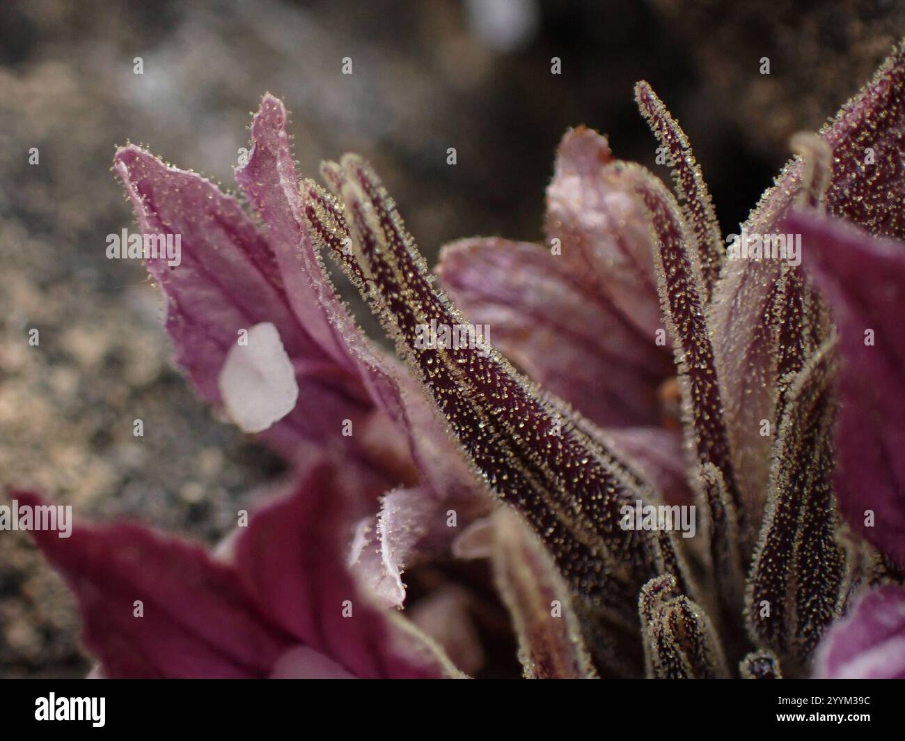 California Broomrape (Aphyllon californicum Stock Photo - Alamy