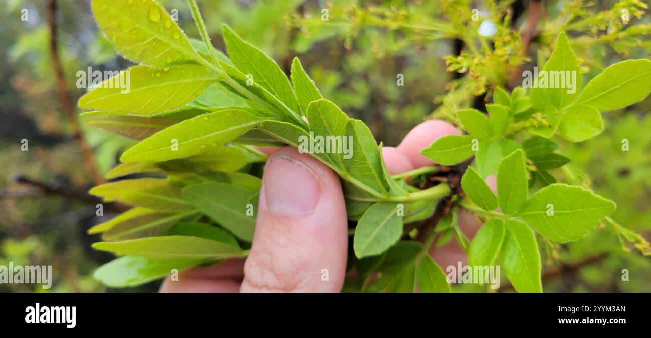velvet ash (Fraxinus velutina Stock Photo - Alamy