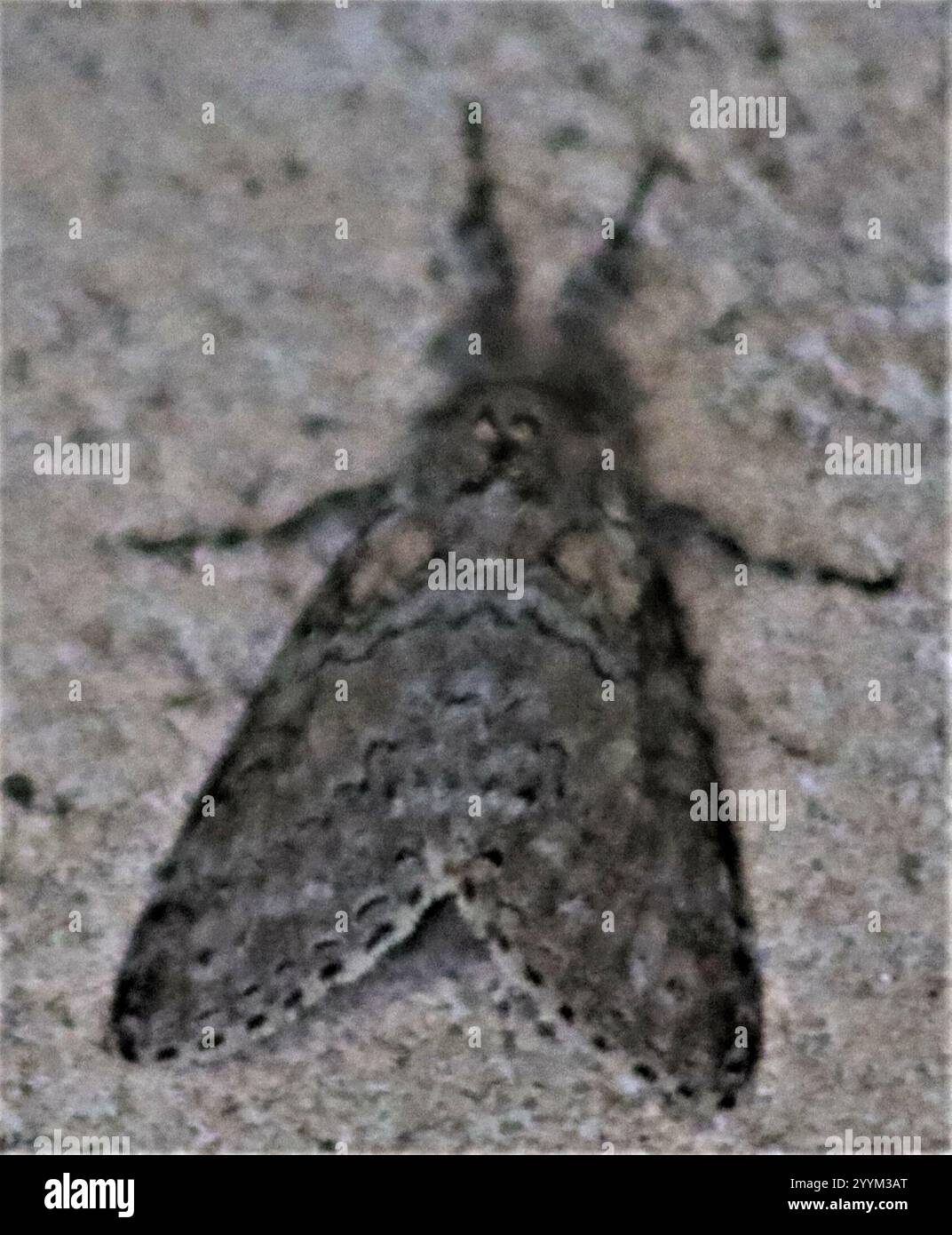 Tussock Moths (Lymantriinae Stock Photo - Alamy