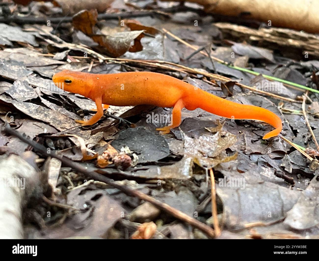 Eastern Newt (Notophthalmus viridescens Stock Photo - Alamy