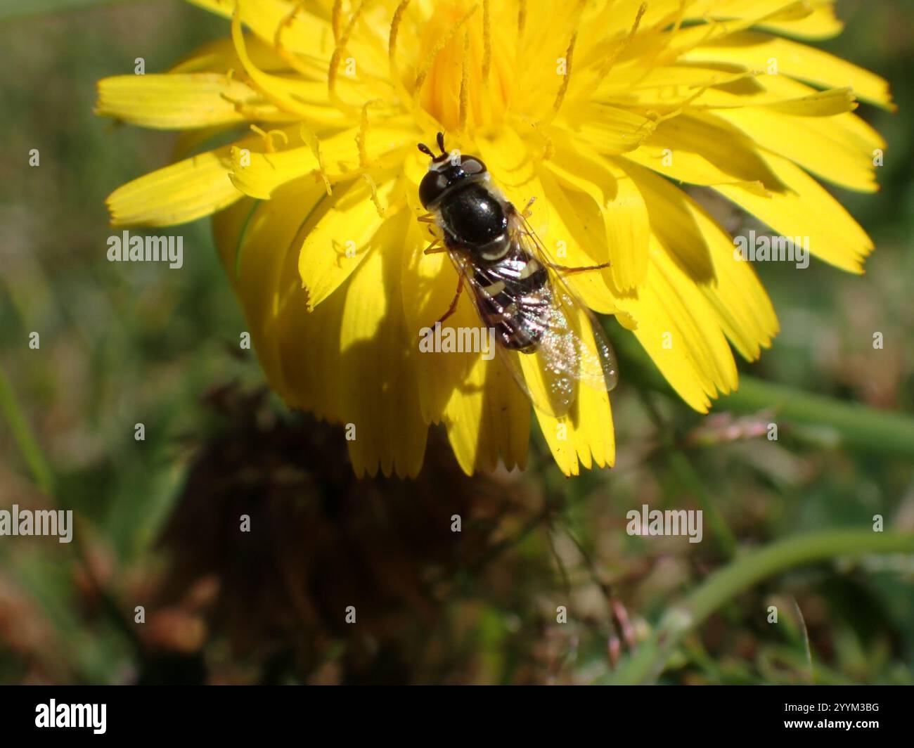 Large-tailed Aphideater (Eupeodes volucris Stock Photo - Alamy