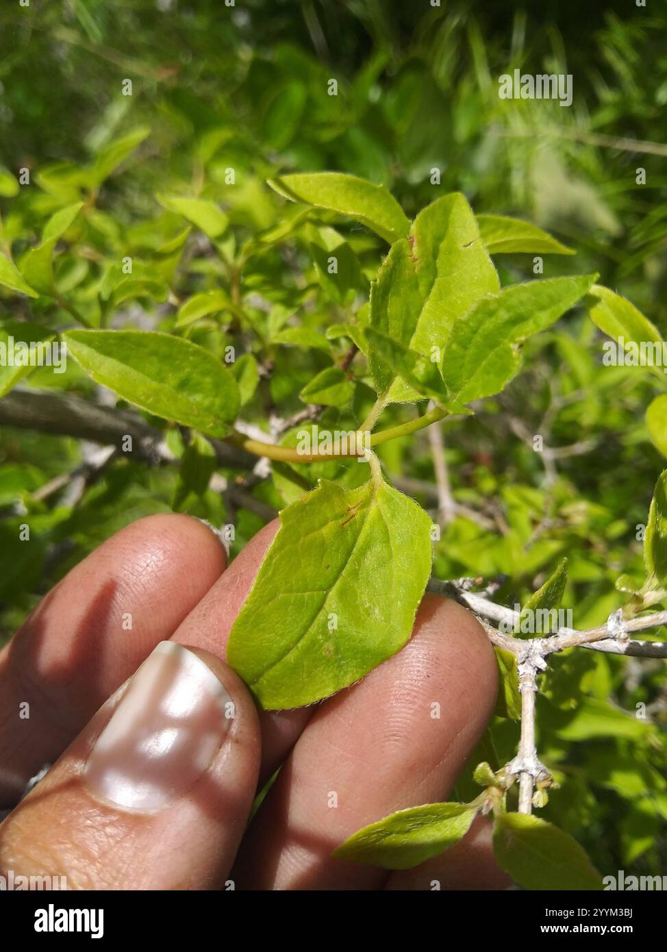 Lewis' mock orange (Philadelphus lewisii Stock Photo - Alamy