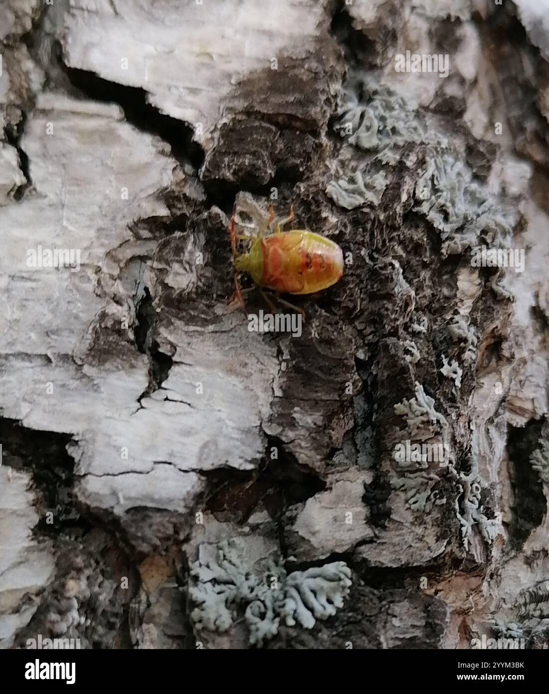 Birch Shield Bug (Elasmostethus interstinctus Stock Photo - Alamy