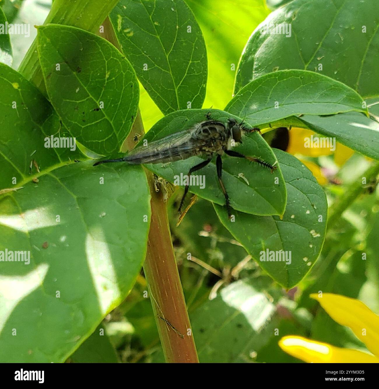 Northeastern Hammertail (Efferia aestuans Stock Photo - Alamy
