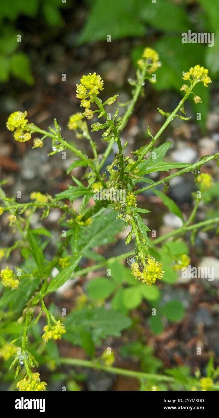Bog Yellowcress (Rorippa palustris Stock Photo - Alamy