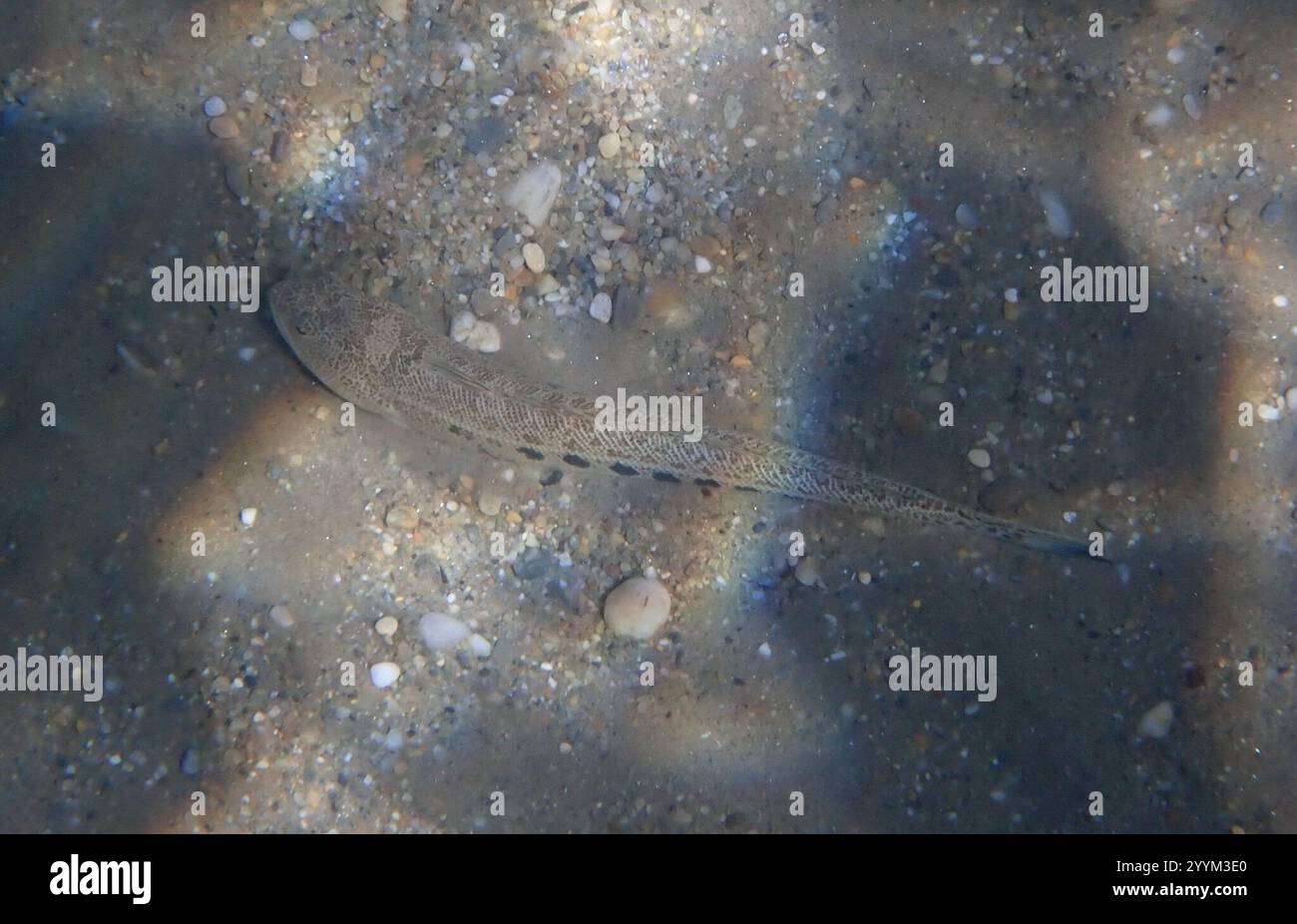 Spotted Weever (Trachinus araneus Stock Photo - Alamy