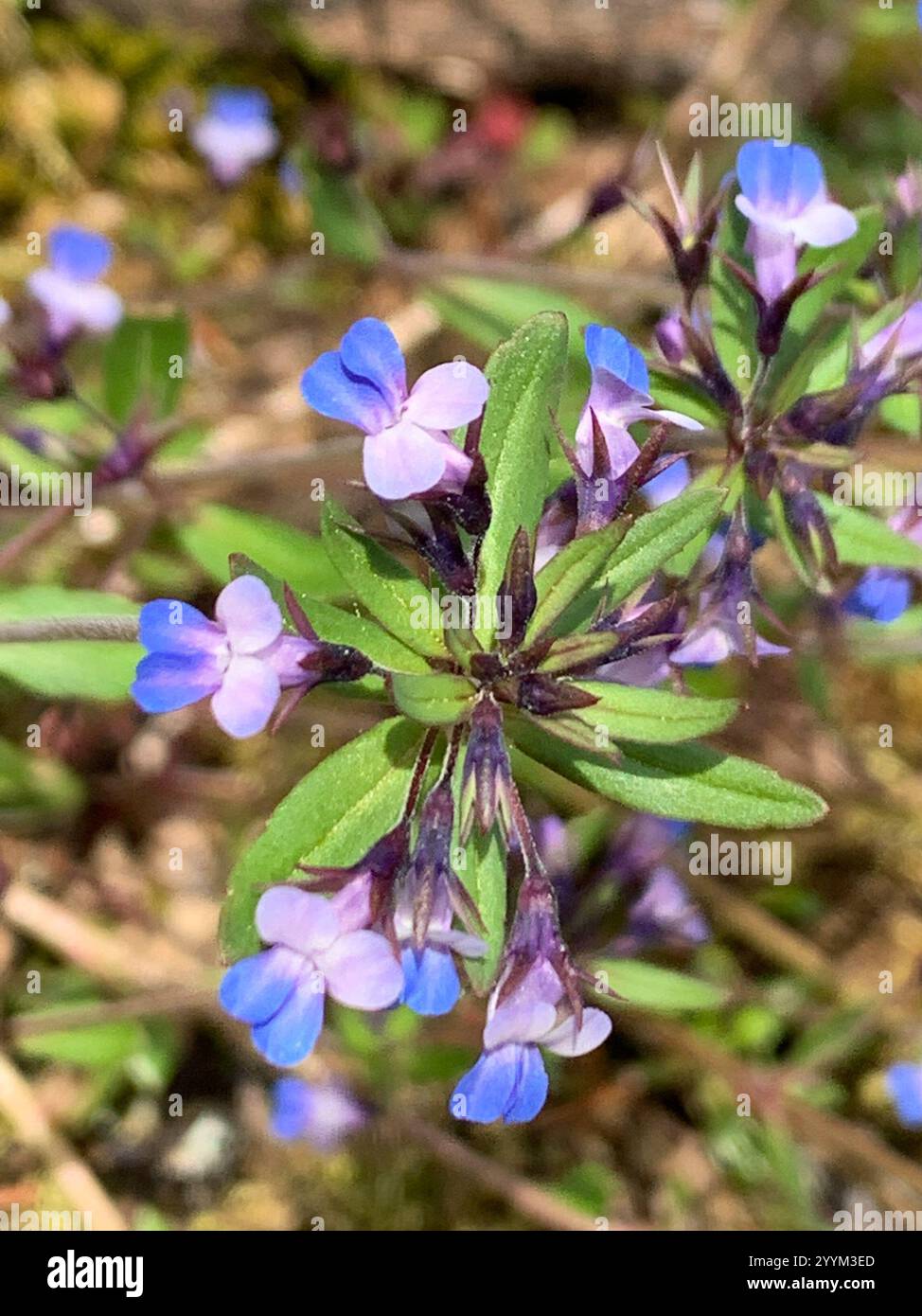 small-flowered blue-eyed mary (Collinsia parviflora Stock Photo - Alamy