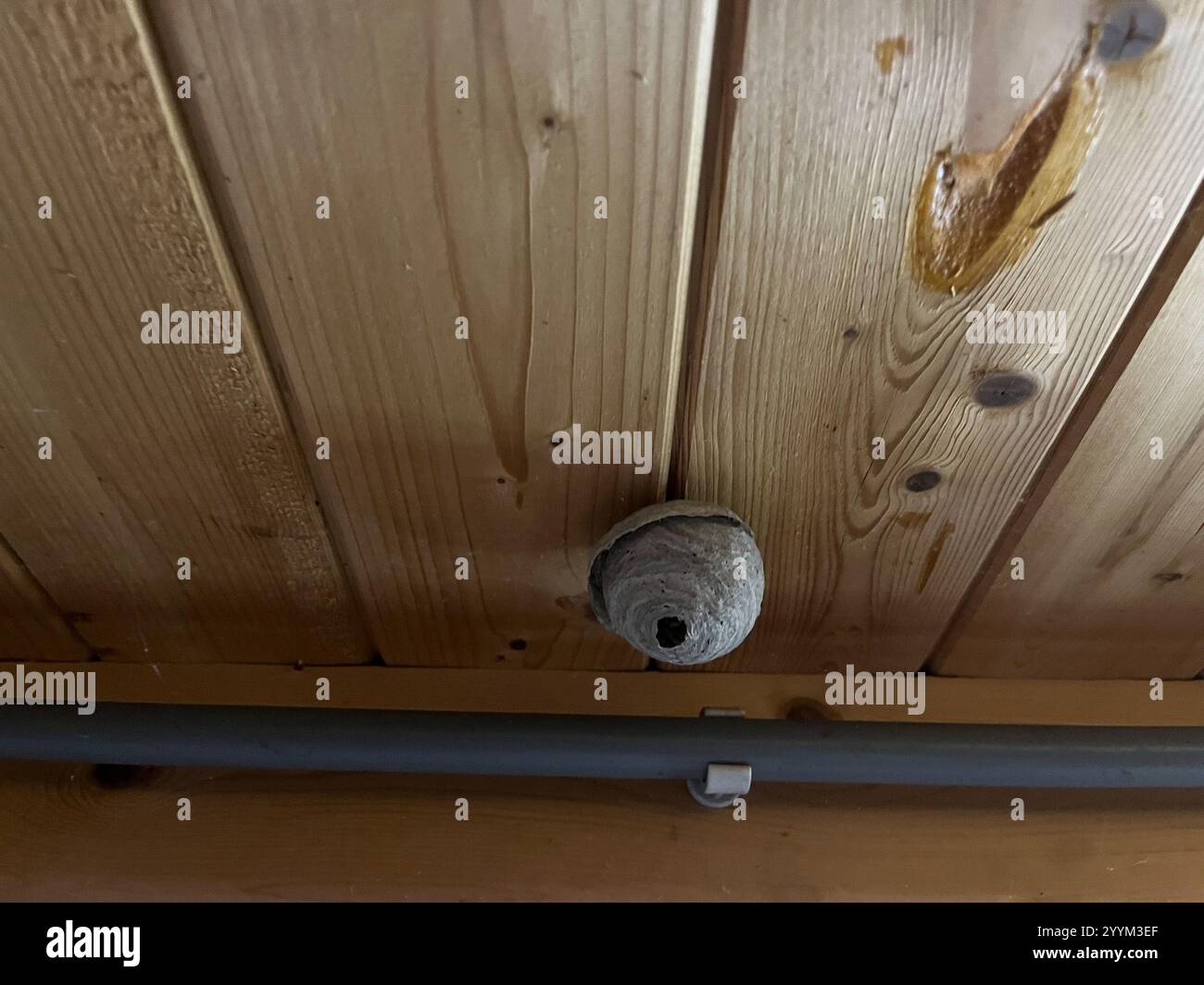 Hornets and Yellowjackets (Vespinae Stock Photo - Alamy