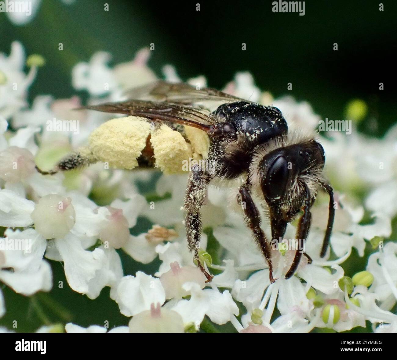 Perkins' Mining Bee (Andrena rosae Stock Photo - Alamy