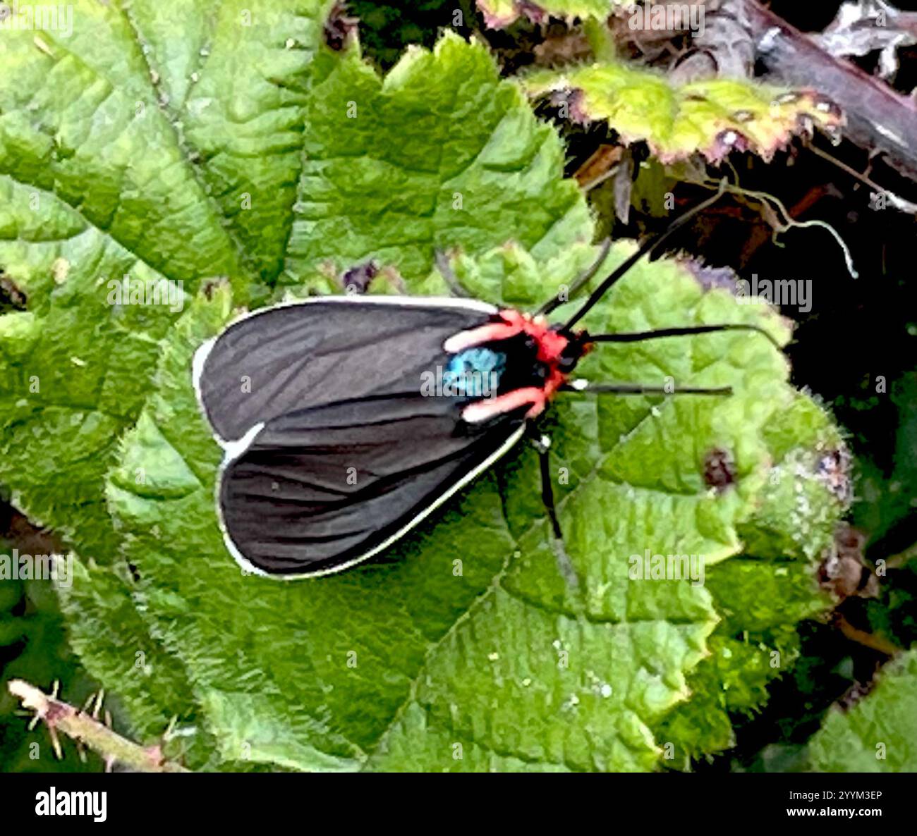 White-margined Ctenucha Moth (Ctenucha multifaria Stock Photo - Alamy