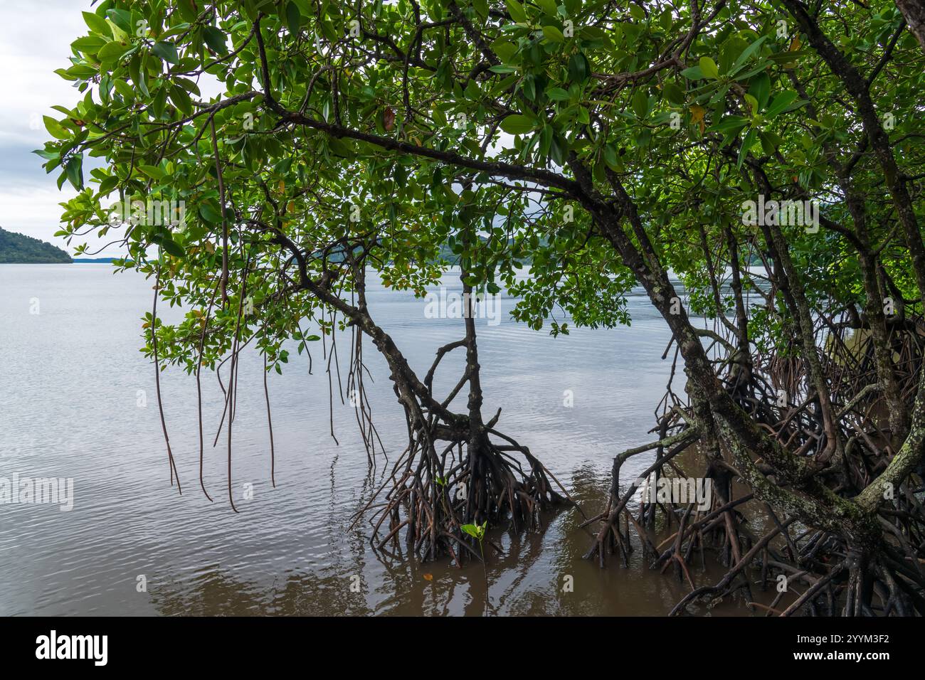Wildlife thailand islands mangroves hi-res stock photography and images ...