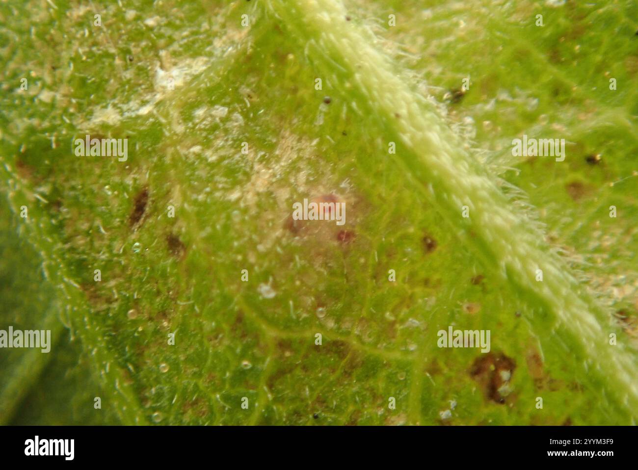 Twospotted Spider Mite (Tetranychus urticae Stock Photo - Alamy