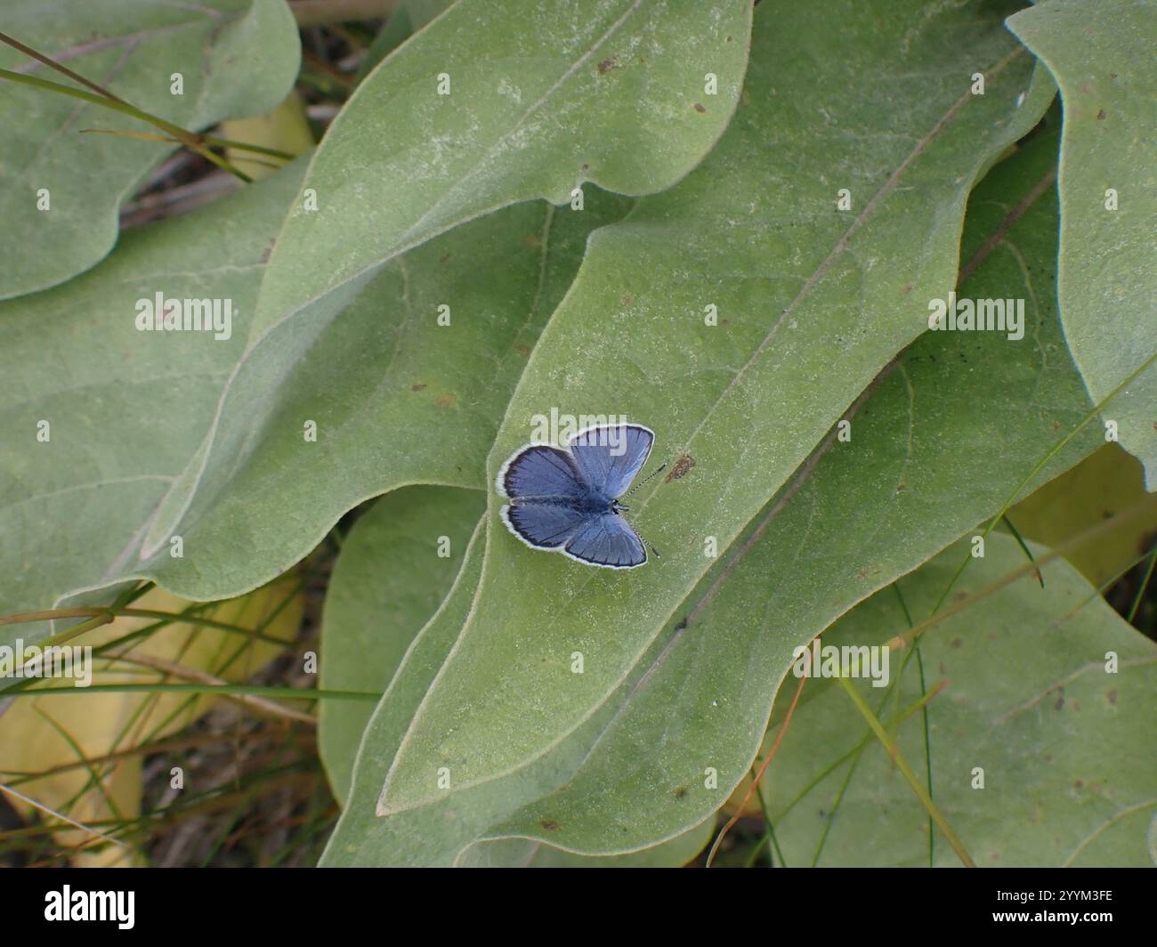 Anna's Blue (Plebejus anna Stock Photo - Alamy