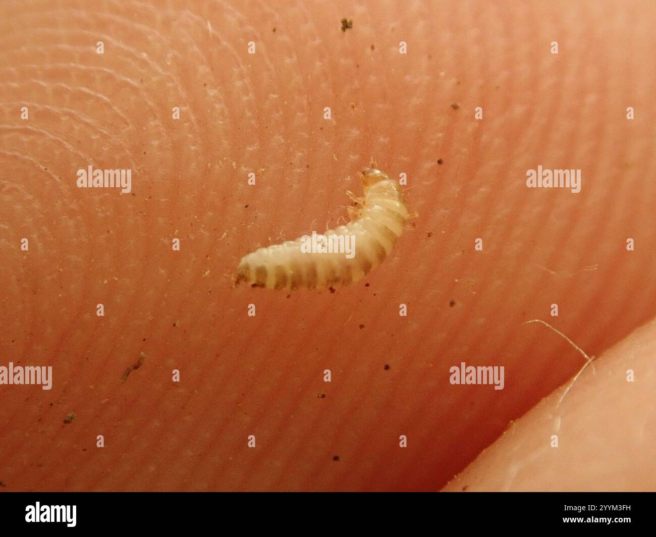 Raspberry Fruitworm Beetle (Byturus unicolor Stock Photo - Alamy