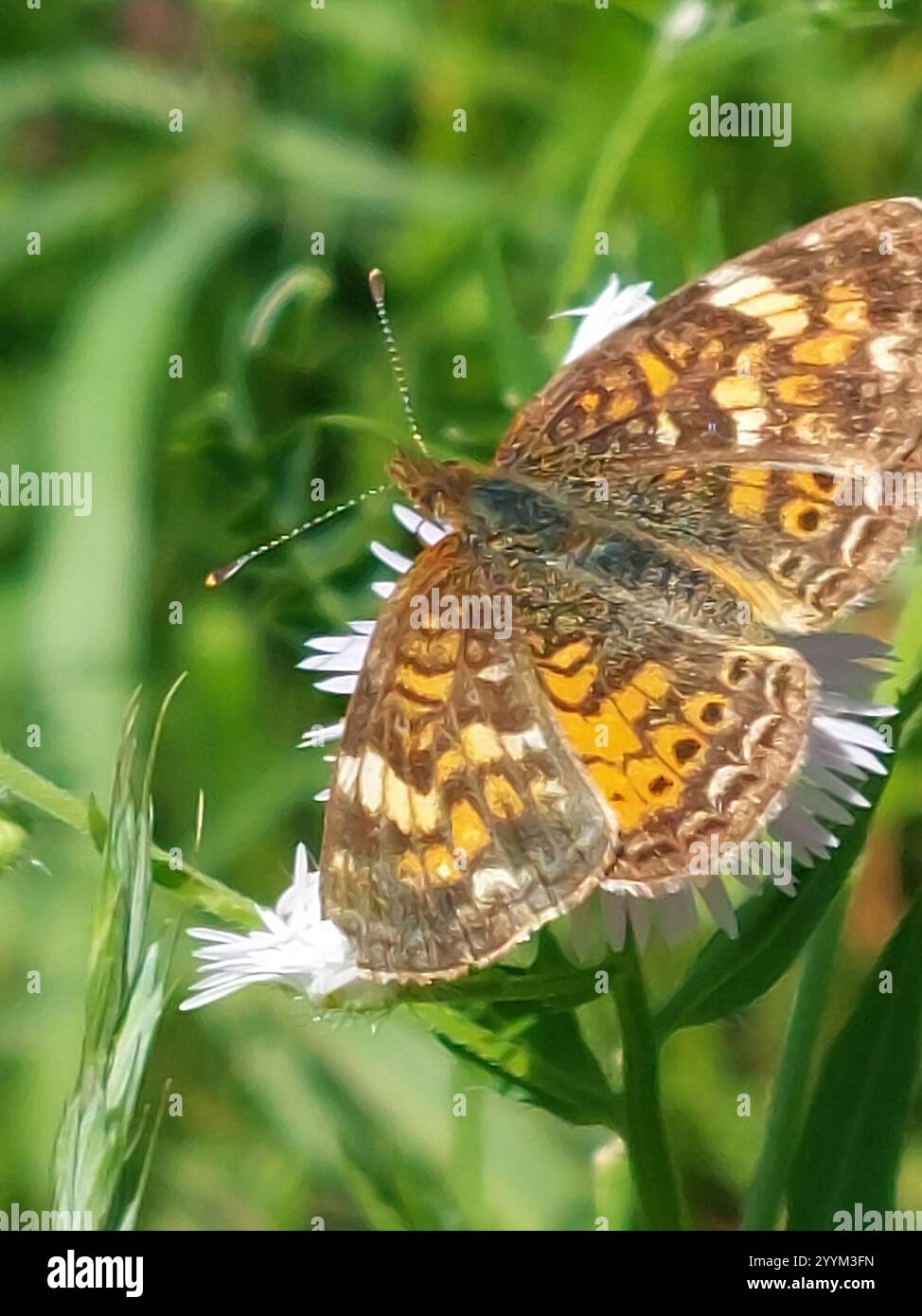 Northern Crescent (Phyciodes cocyta Stock Photo - Alamy