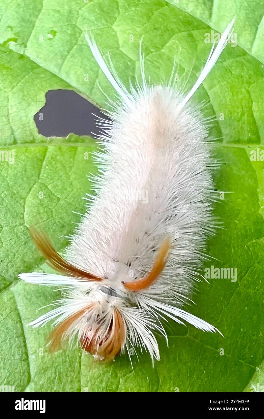 Sycamore Tussock Moth (Halysidota harrisii Stock Photo - Alamy