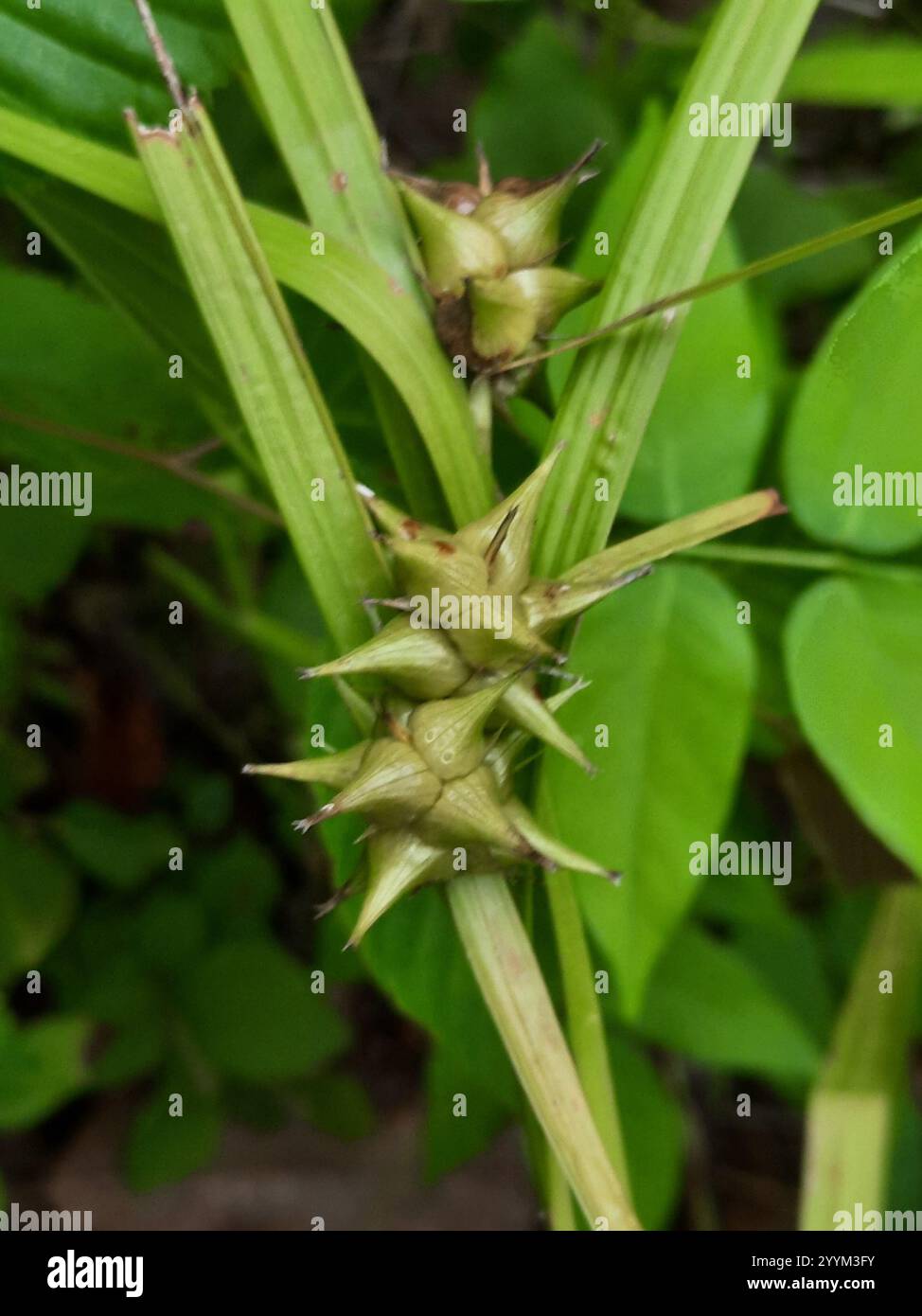 Gray's sedge (Carex grayi Stock Photo - Alamy