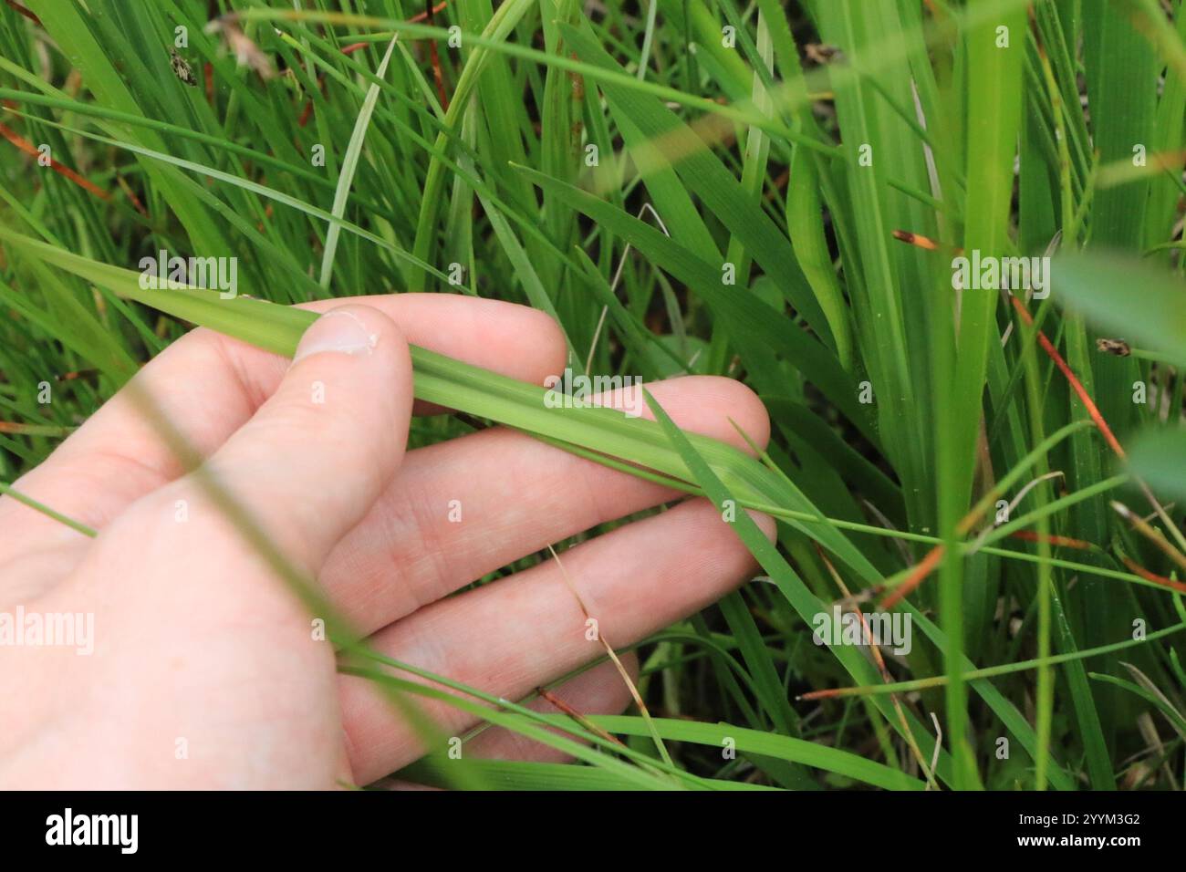 western false asphodel (Triantha occidentalis Stock Photo - Alamy