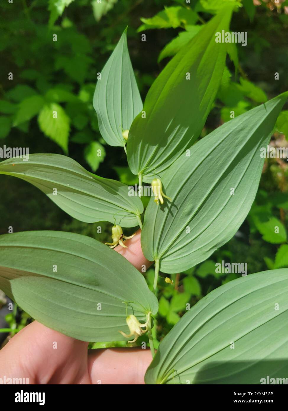 white twisted-stalk (Streptopus amplexifolius Stock Photo - Alamy