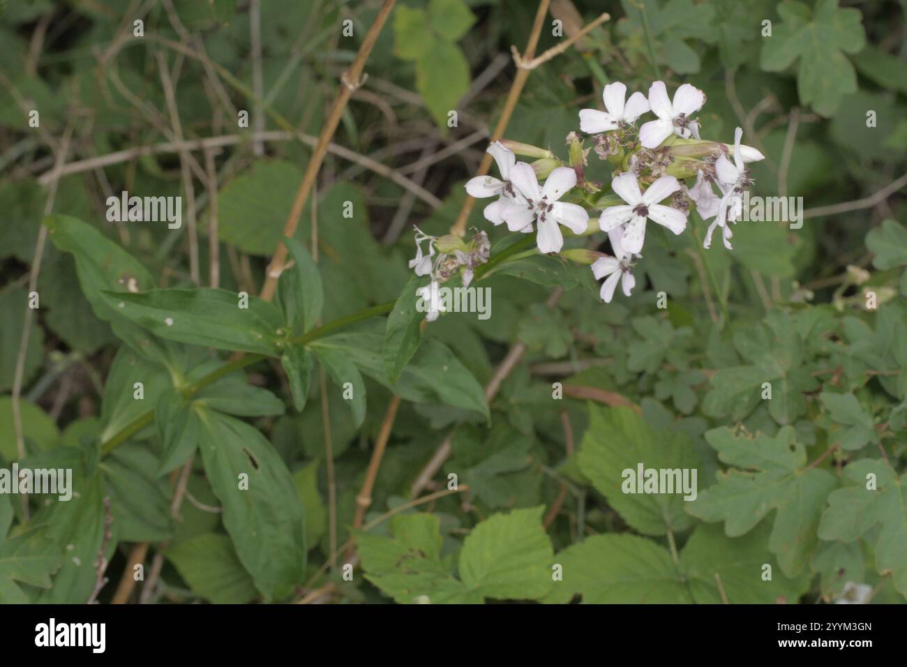 common soapwort (Saponaria officinalis Stock Photo - Alamy
