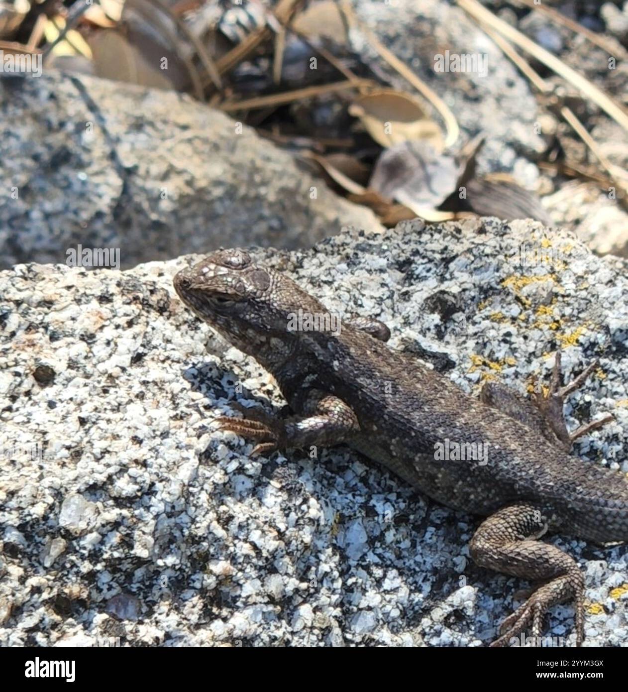 Southern Sagebrush Lizard (Sceloporus vandenburgianus Stock Photo - Alamy