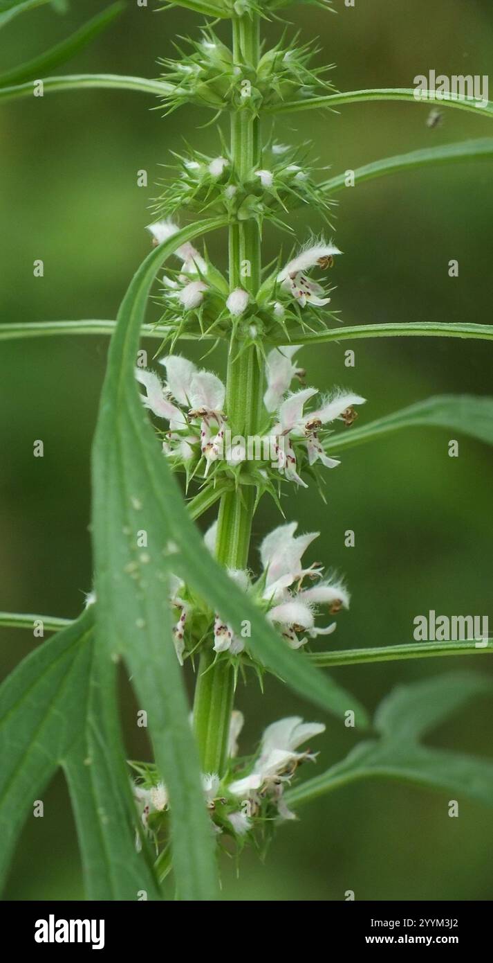Leonurus glaucescens hi-res stock photography and images - Alamy