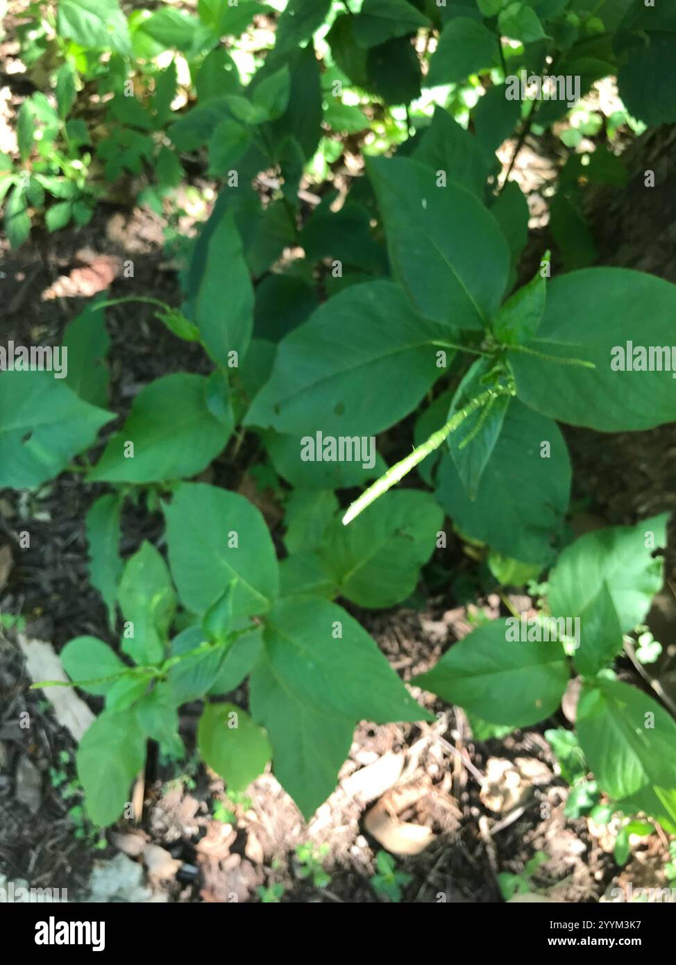 American jumpseed (Persicaria virginiana Stock Photo - Alamy
