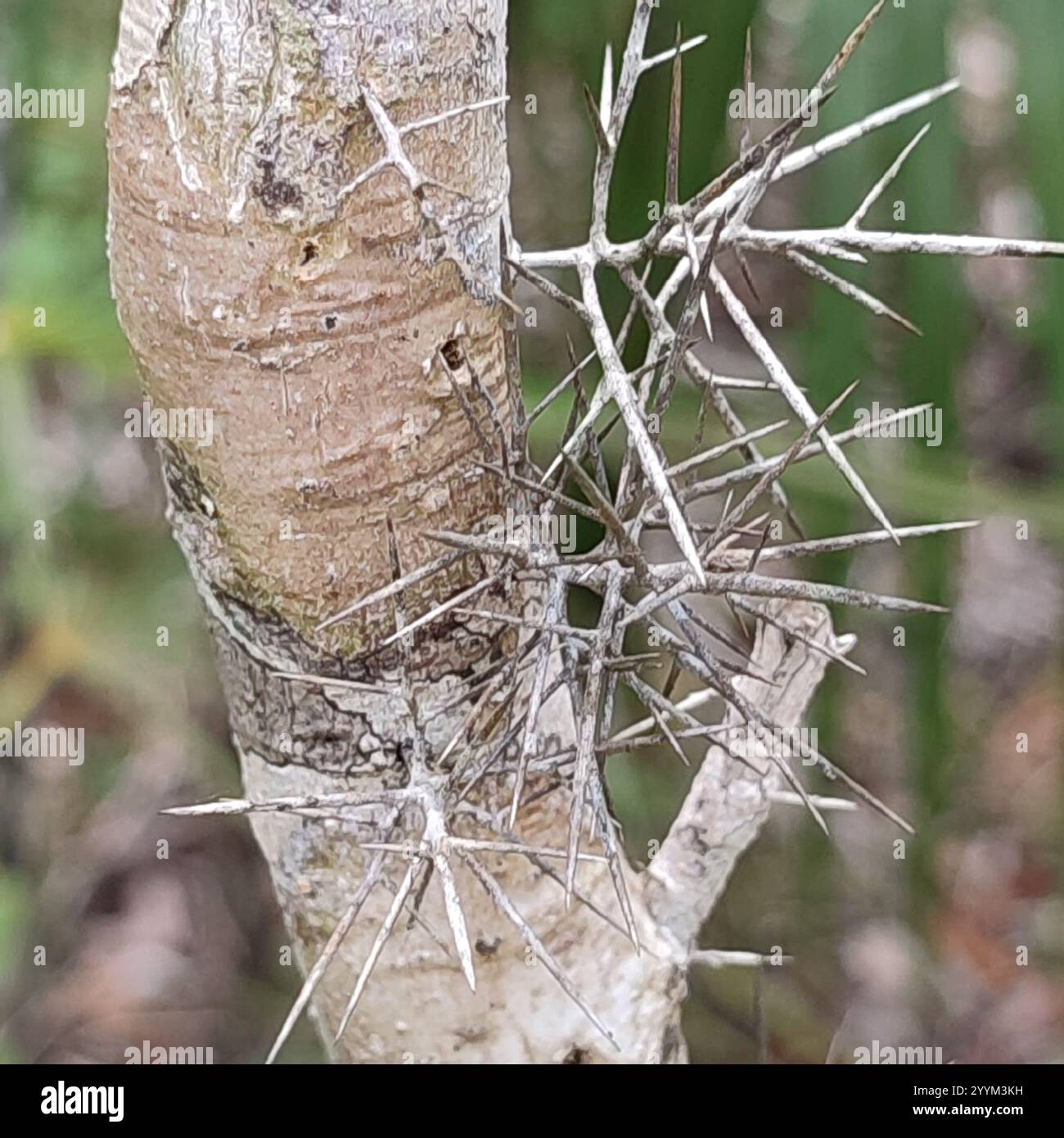 Shake Hand tree (Xylosma bahamensis Stock Photo - Alamy