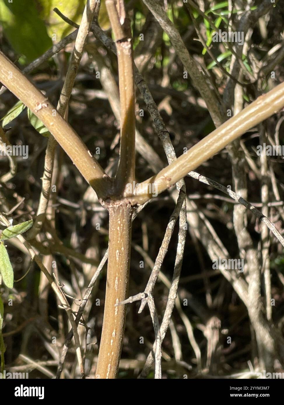 little spurflower (Coleus australis Stock Photo - Alamy