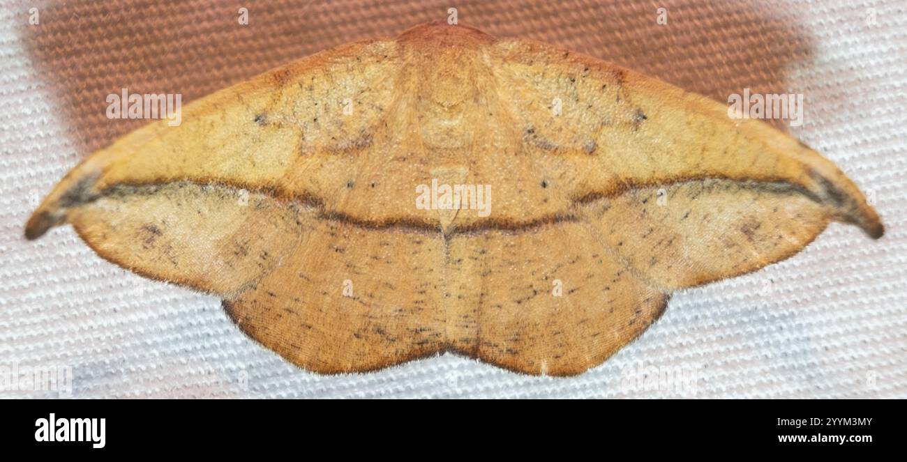 Olyzonaria hi-res stock photography and images - Alamy