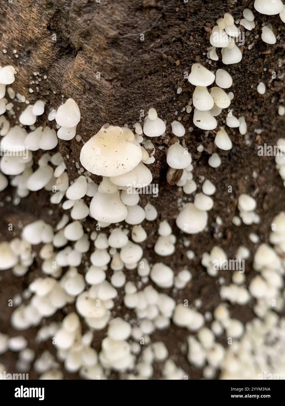 Basidiomycete Fungi (Basidiomycota Stock Photo - Alamy