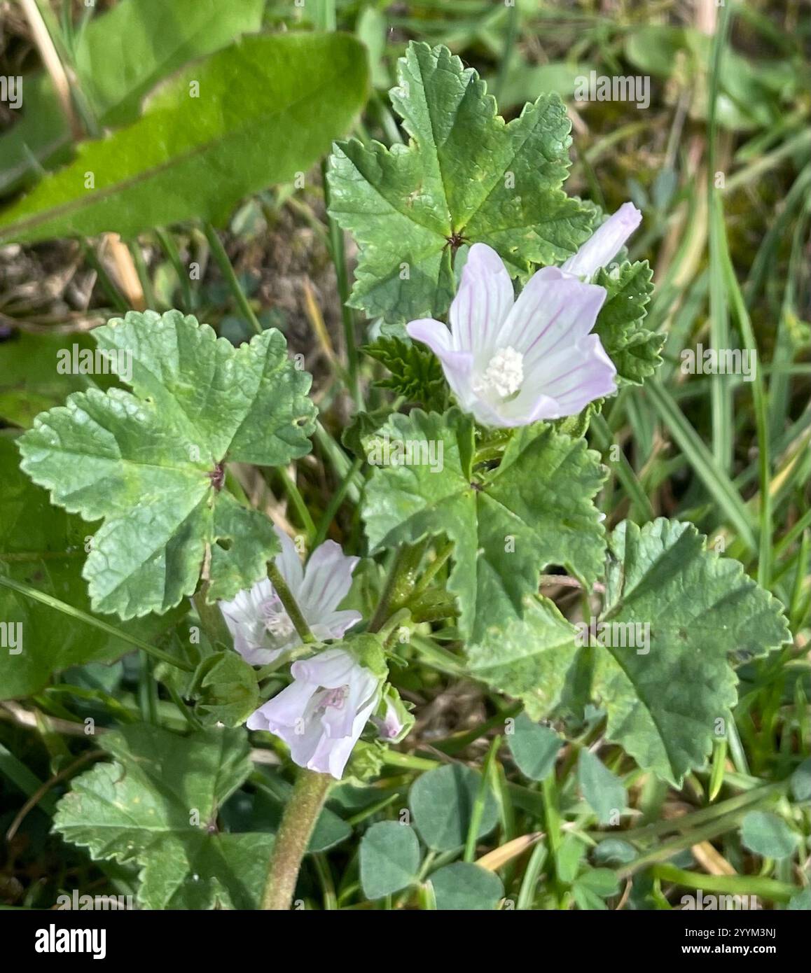 dwarf mallow (Malva neglecta Stock Photo - Alamy