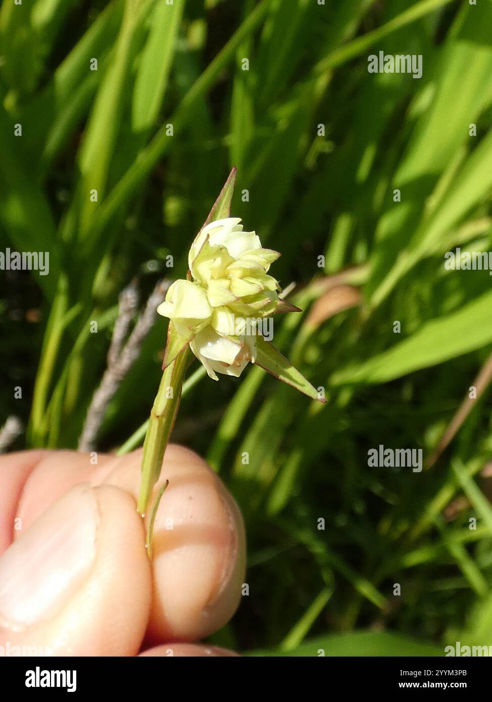 Shrubby Primrose-willow (Ludwigia suffruticosa Stock Photo - Alamy