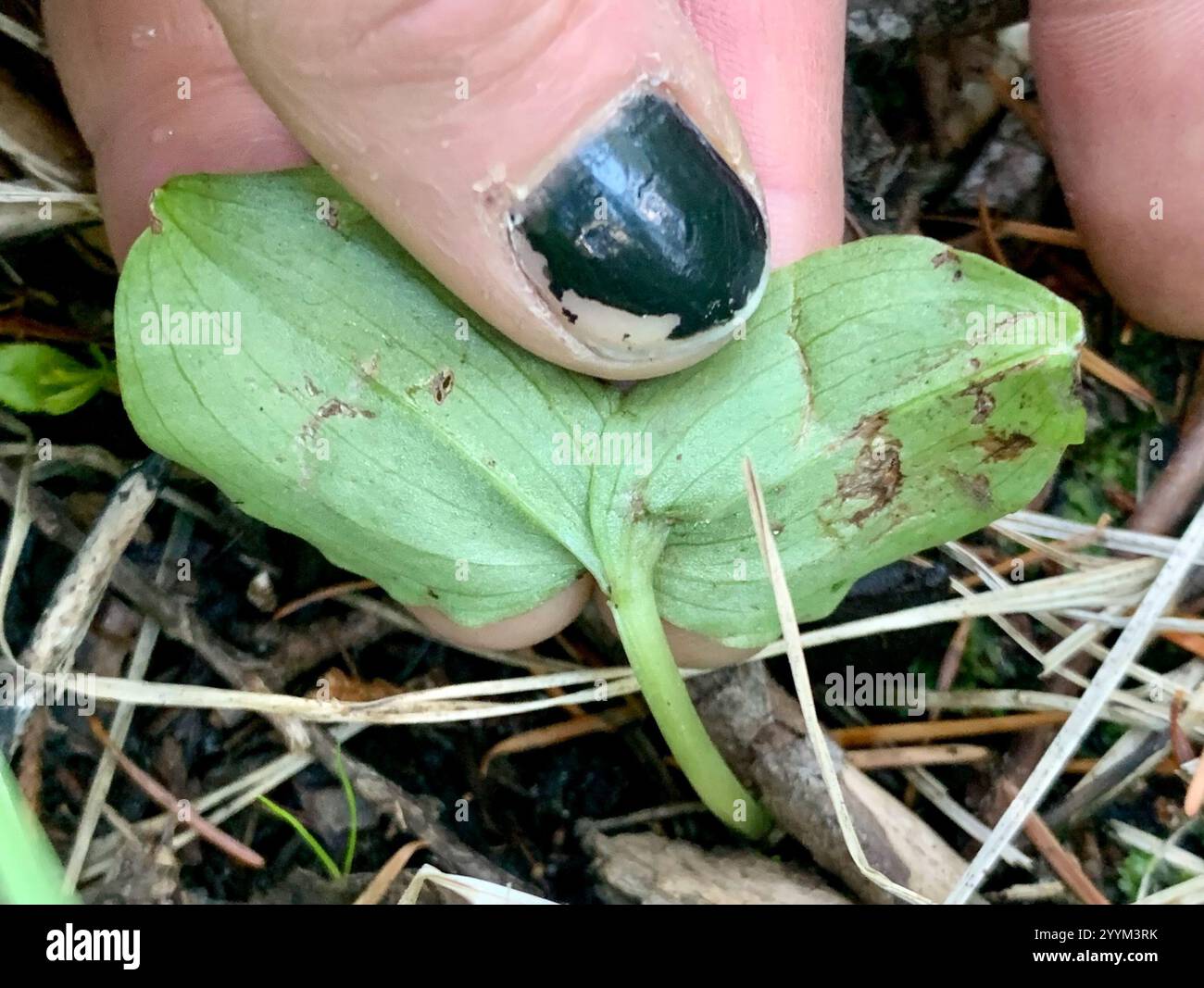 Broad-lipped Twayblade (Neottia convallarioides Stock Photo - Alamy