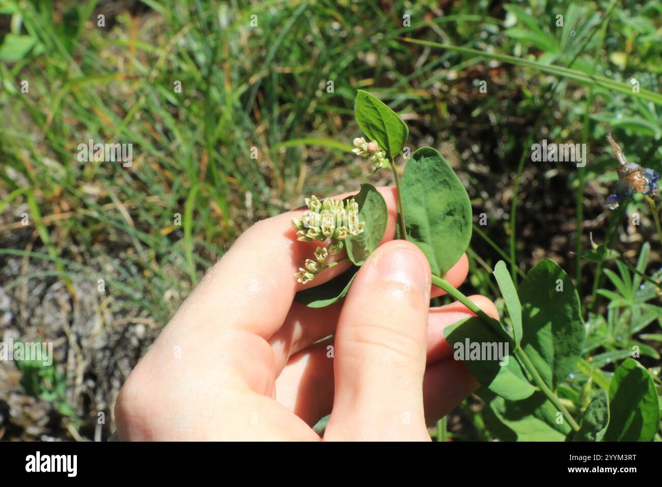 bastard toadflax (Comandra umbellata Stock Photo - Alamy