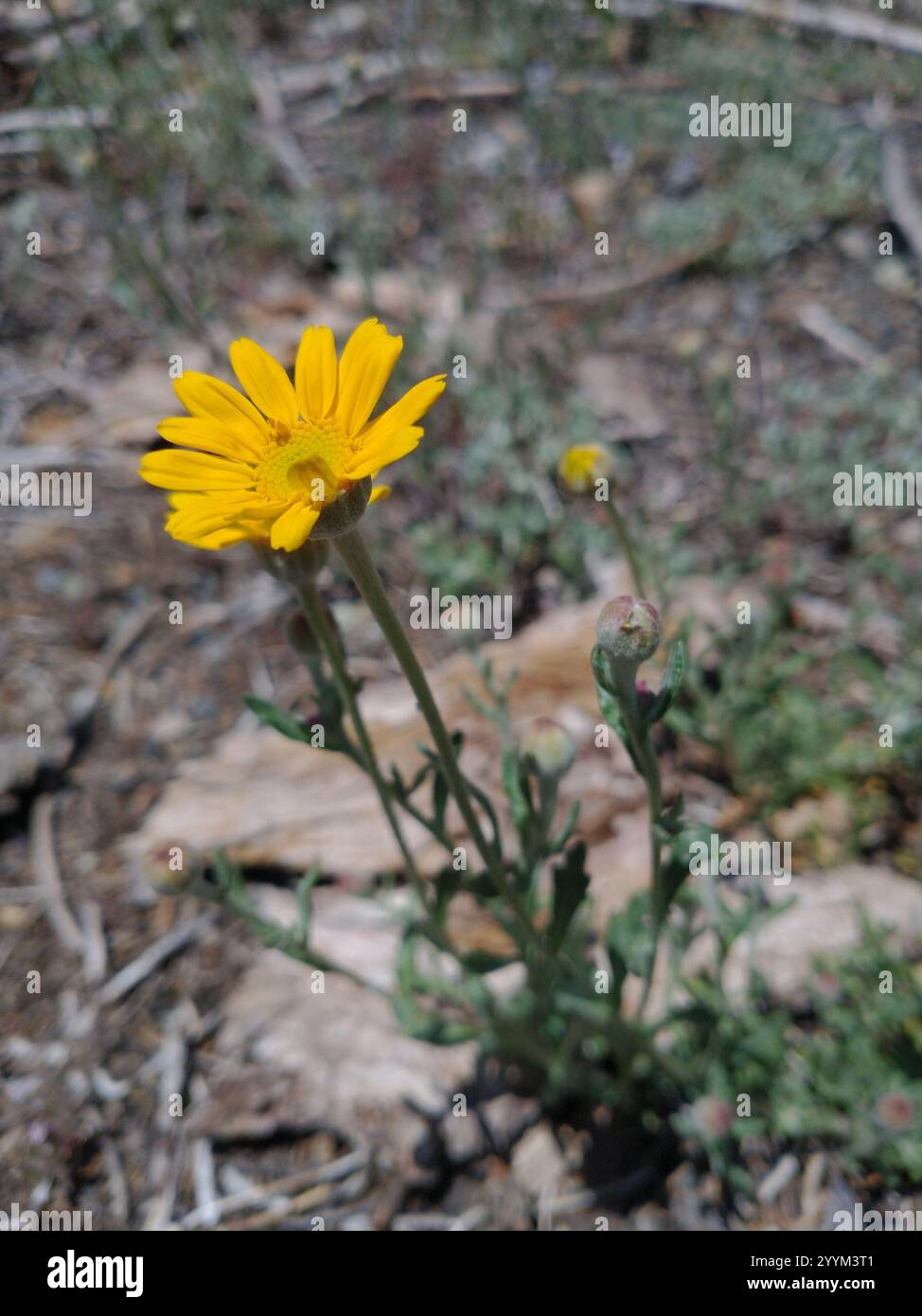 common woolly sunflower (Eriophyllum lanatum Stock Photo - Alamy