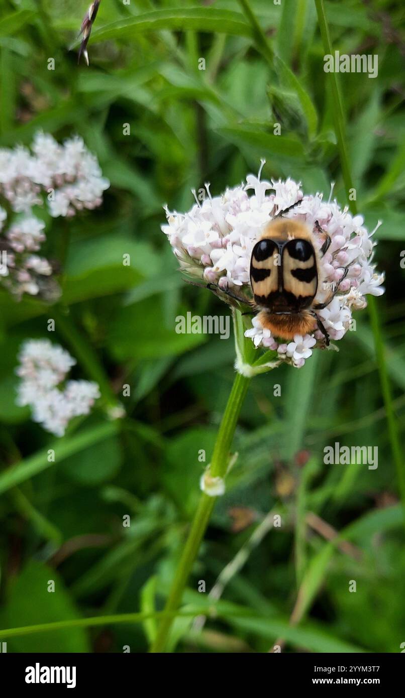 Eurasian Bee Beetle (Trichius fasciatus Stock Photo - Alamy