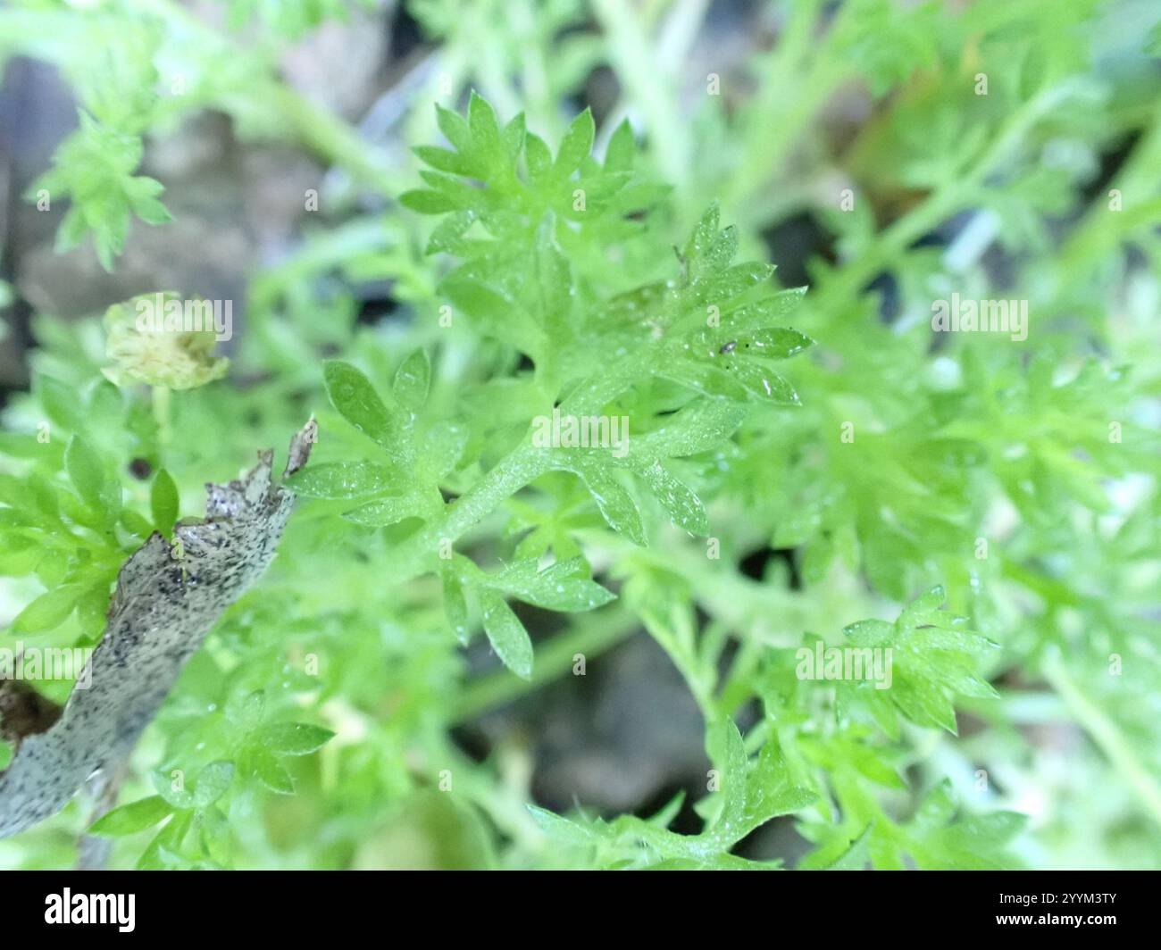 Cotula australis hi-res stock photography and images - Alamy