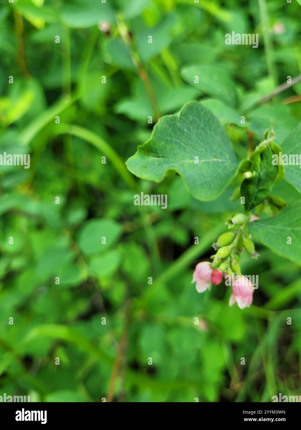 Common Snowberry (Symphoricarpos albus Stock Photo - Alamy